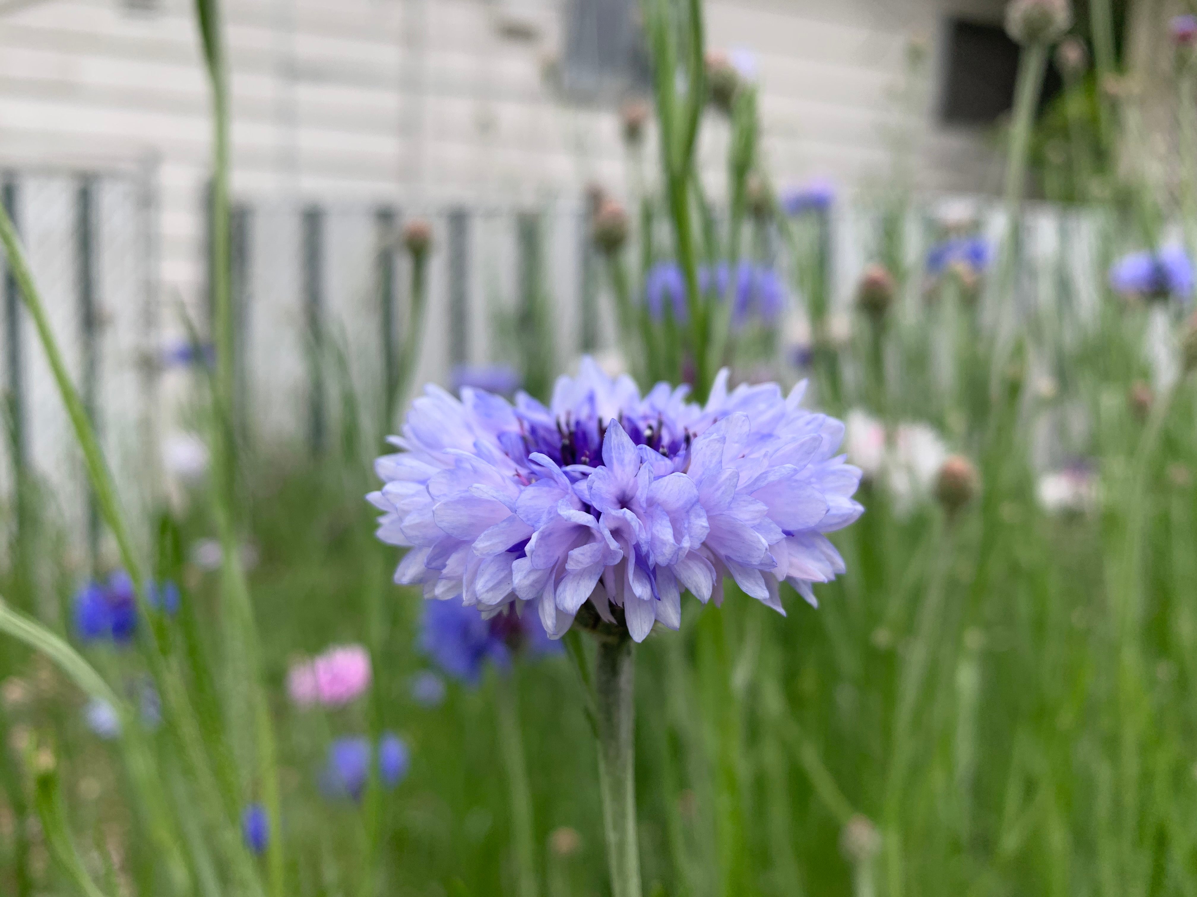 All Flowers – Rhythm Seed Farm