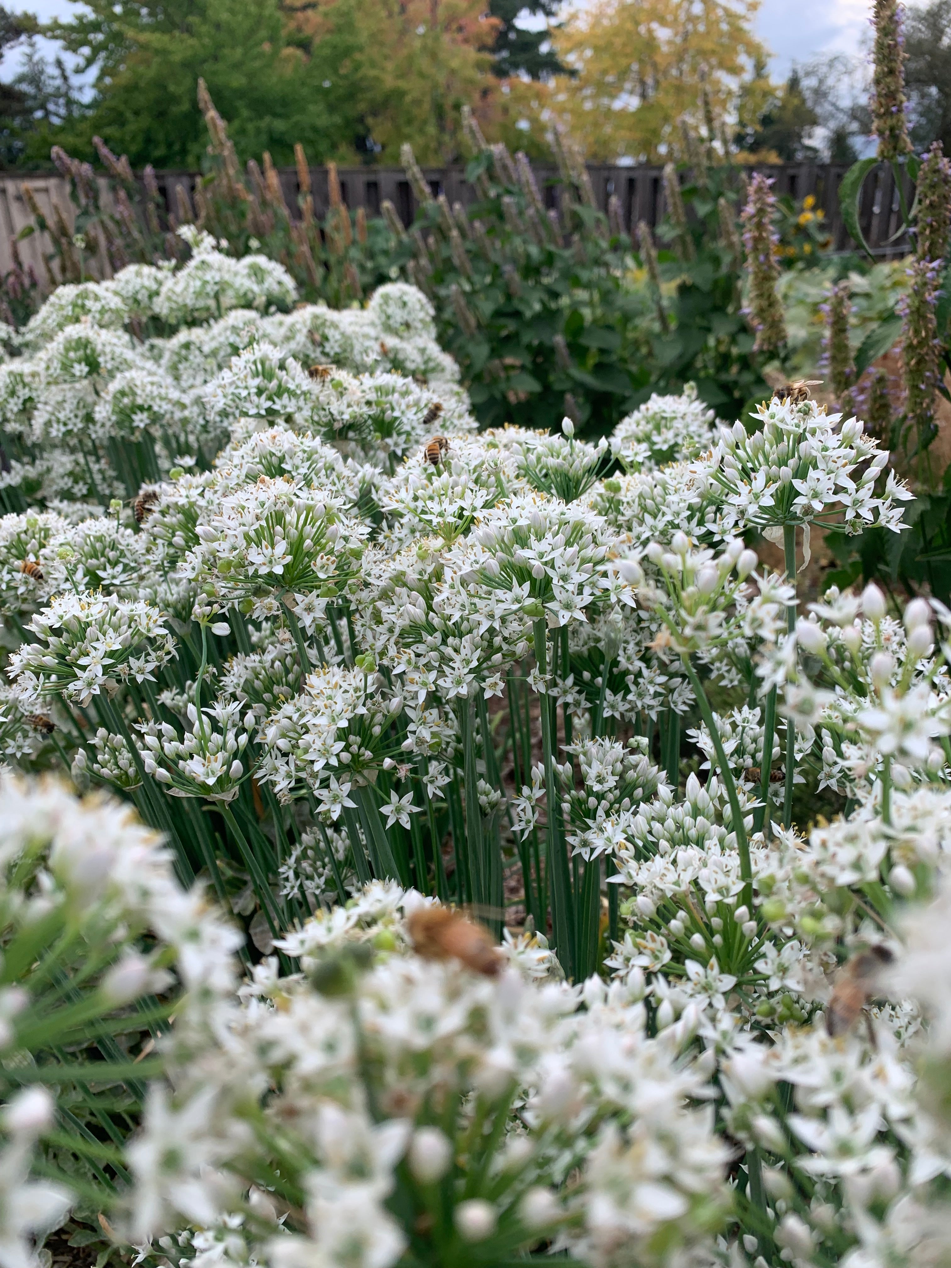 Edible Flowers – Rhythm Seed Farm