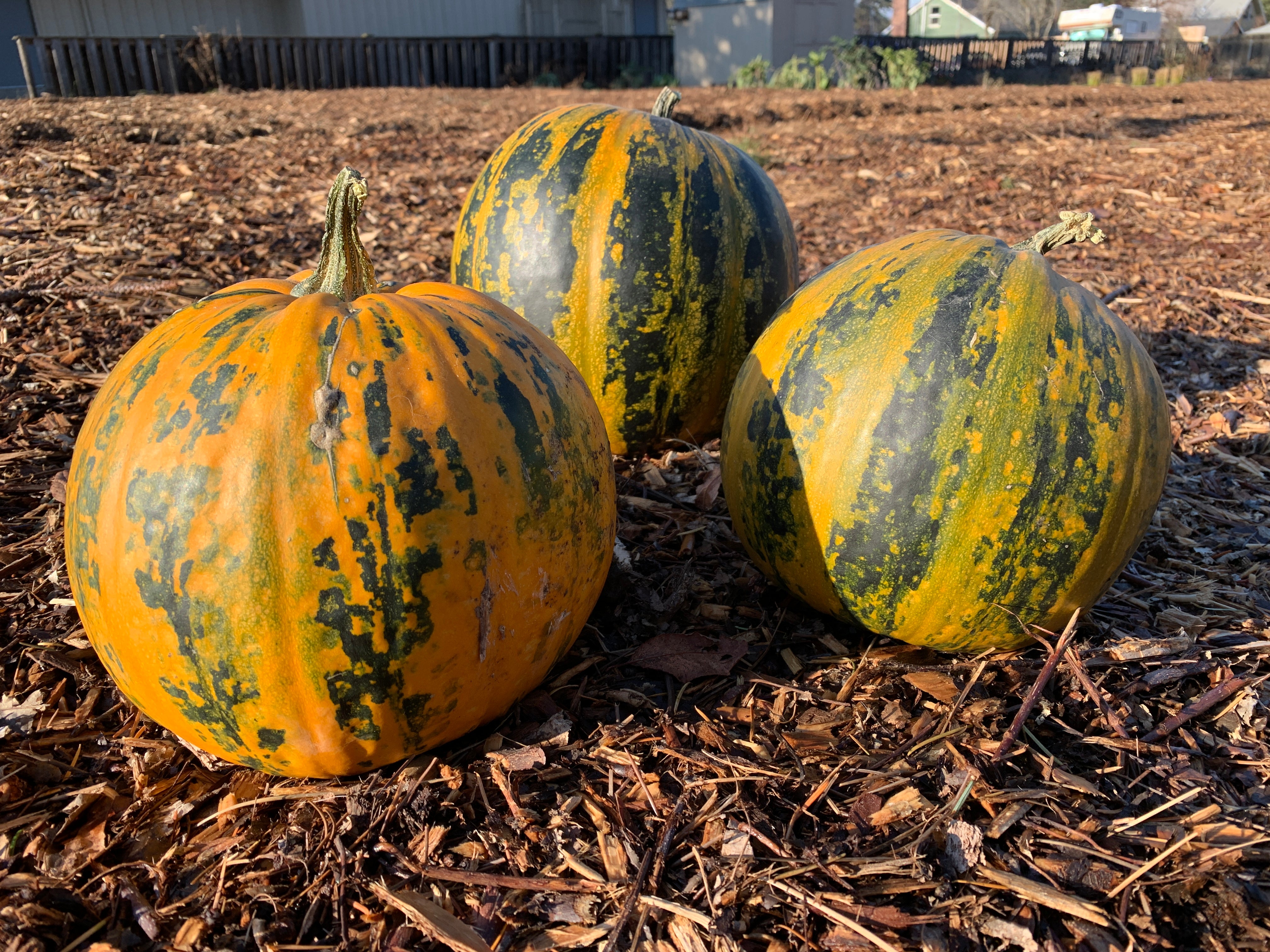 All Vegetables + Edibles – Rhythm Seed Farm