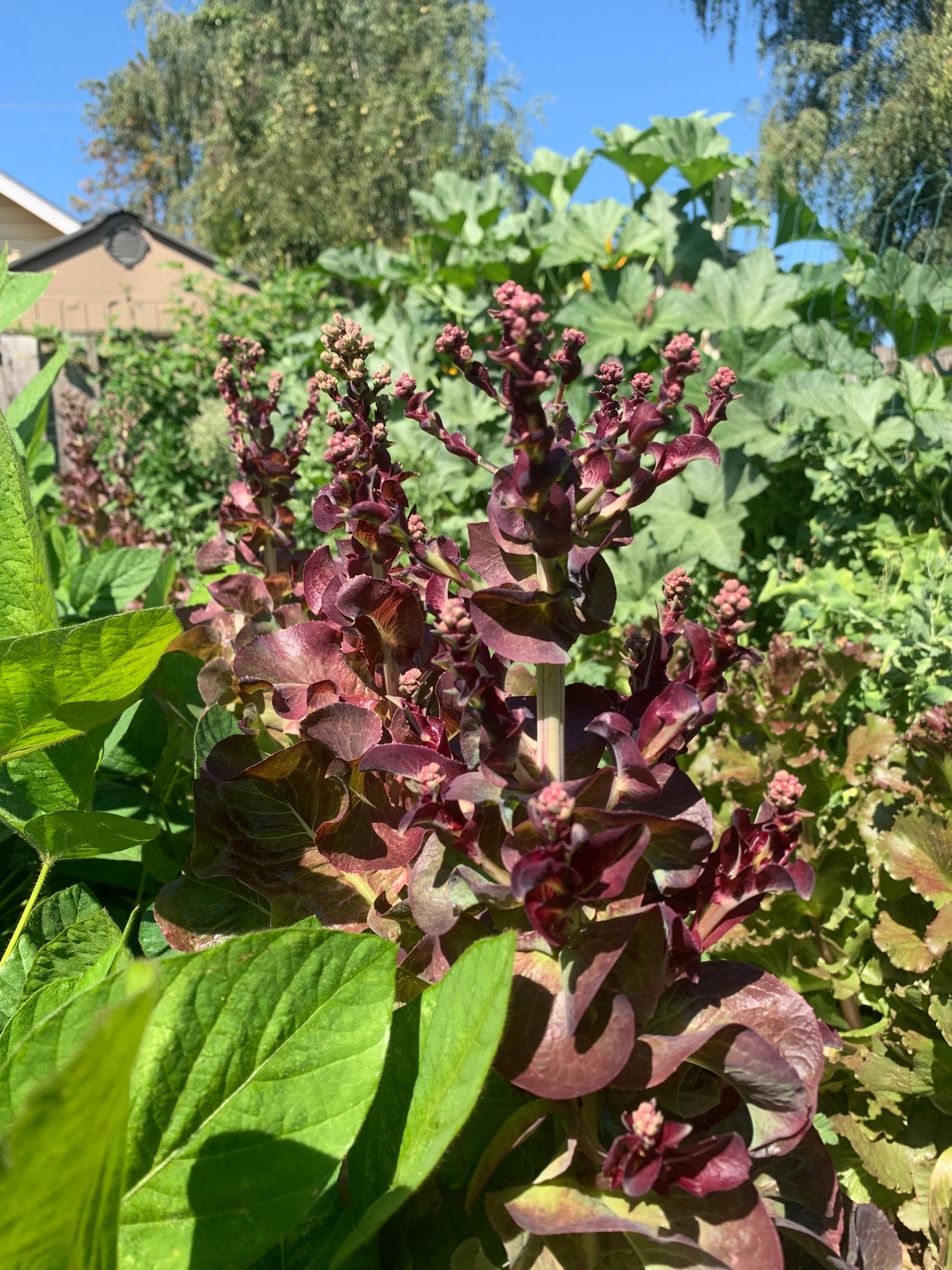 Lettuce, Outredgeous – Rhythm Seed Farm